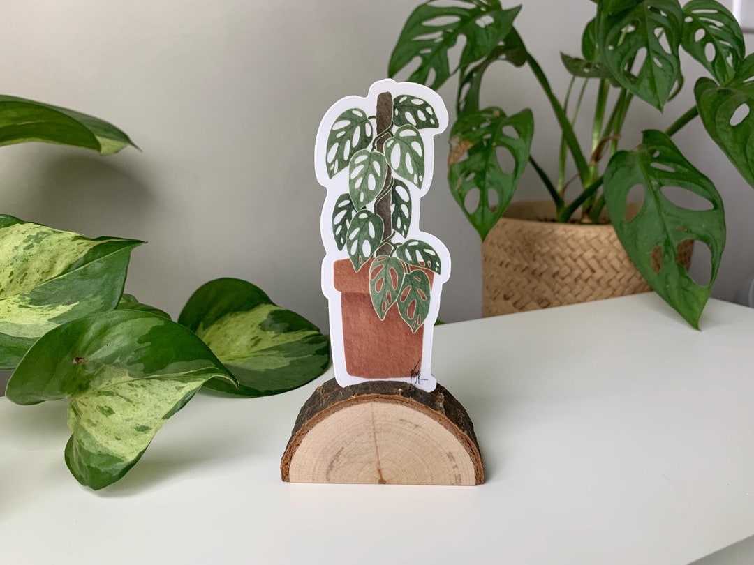 Swiss Cheese Plant Sticker, Monstera Adansonii, House Plant in ...
