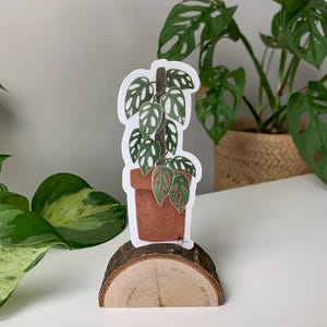 Swiss Cheese Plant Sticker, Monstera Adansonii, House Plant in ...