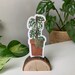 Swiss Cheese Plant Sticker, Monstera Adansonii, House Plant in ...