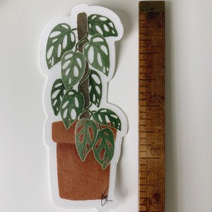 Swiss Cheese Plant Sticker, Monstera Adansonii, House Plant in ...