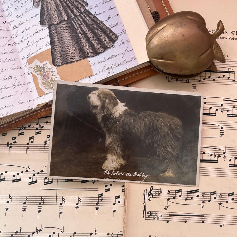Vintage Dog Postcard - Etsy