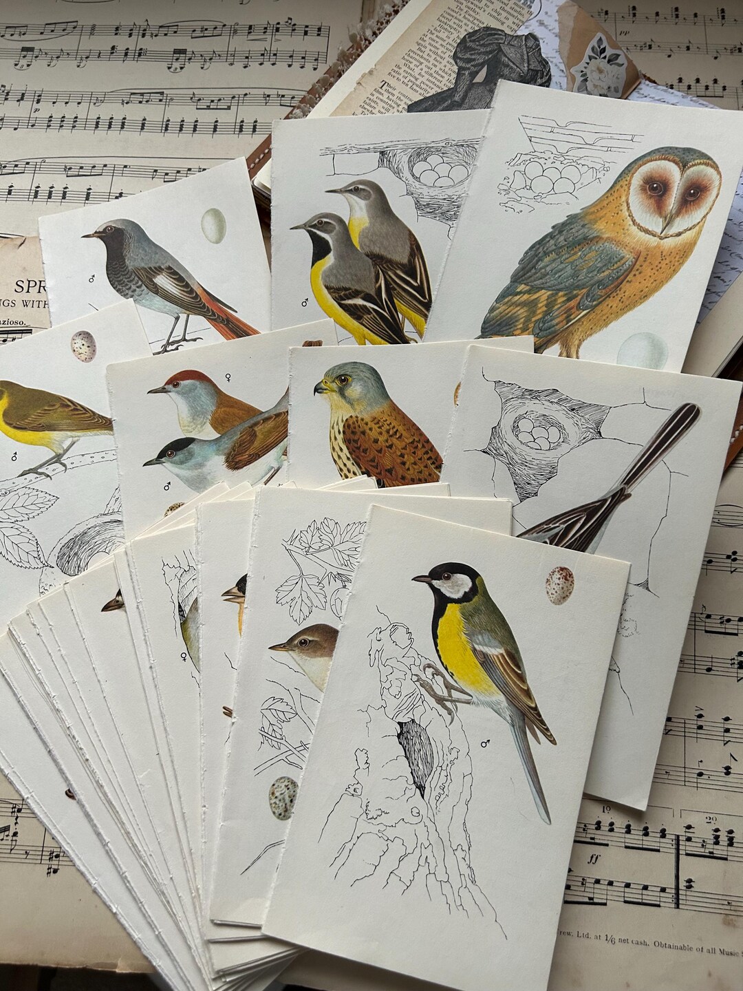 Vintage Bird Images: Full-page Designs for Junk Journals, Scrapbooks - Etsy