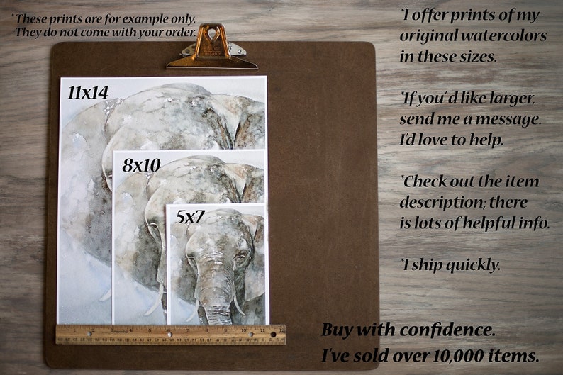 Turtle PRINT PRint of Turtle 8x10 Tortoise Turtle art PRINT | Etsy