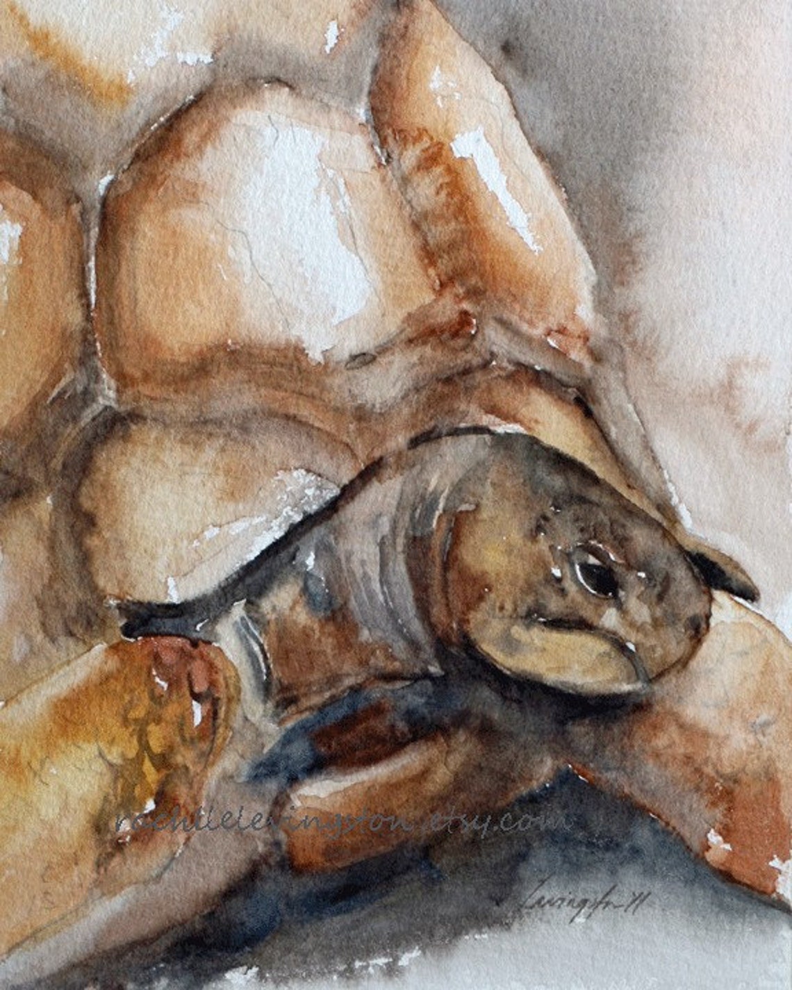 Turtle PRINT PRint of Turtle 8x10 Tortoise Turtle art PRINT | Etsy