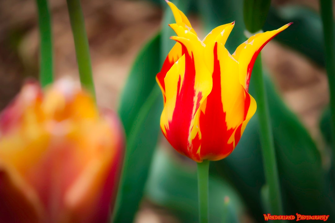 Flaming Tulip Photo Art - Etsy