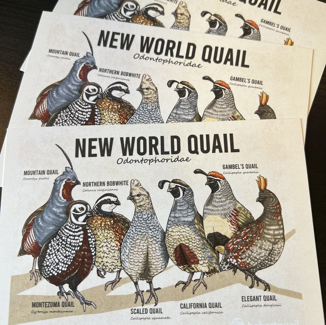 New World Quail Mini Print/postcard - Etsy