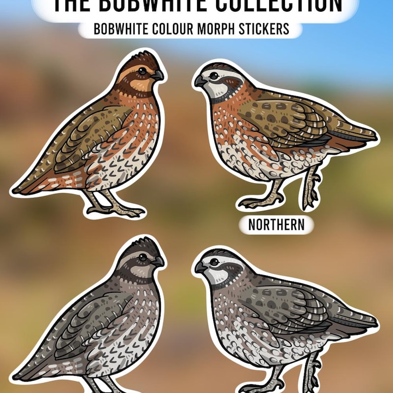 Quail Stickers - Etsy