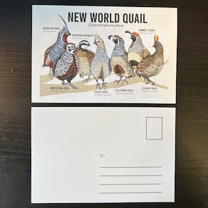 New World Quail Mini Print/postcard - Etsy