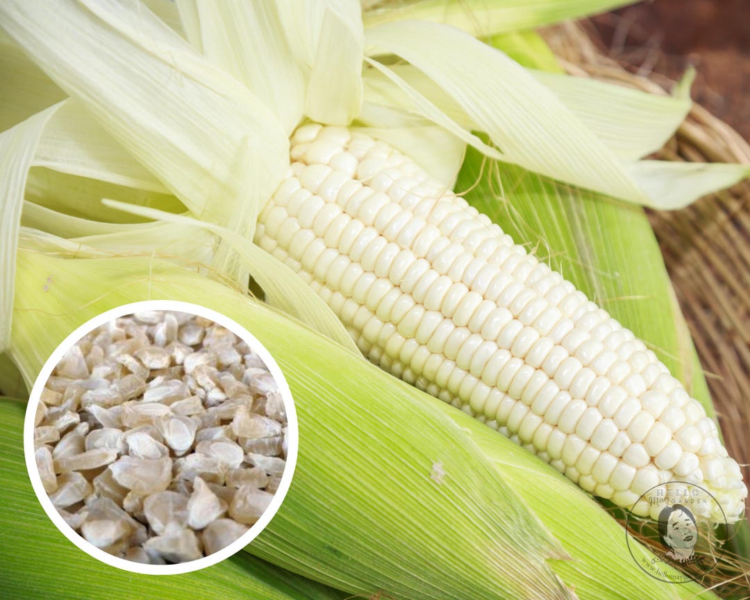 Corn, Silver King Sweet Hyb (white) Seeds, Non-gmo (150+ Seeds) - Etsy