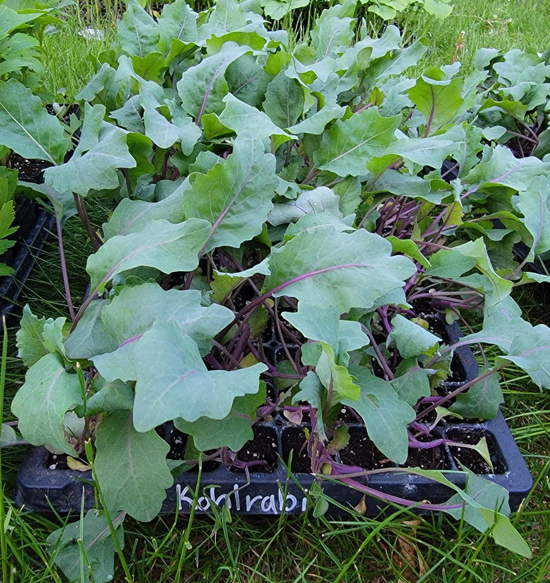Red Kohlrabi, German Turnip Starter Live Plants (6 Seedlings) - Etsy