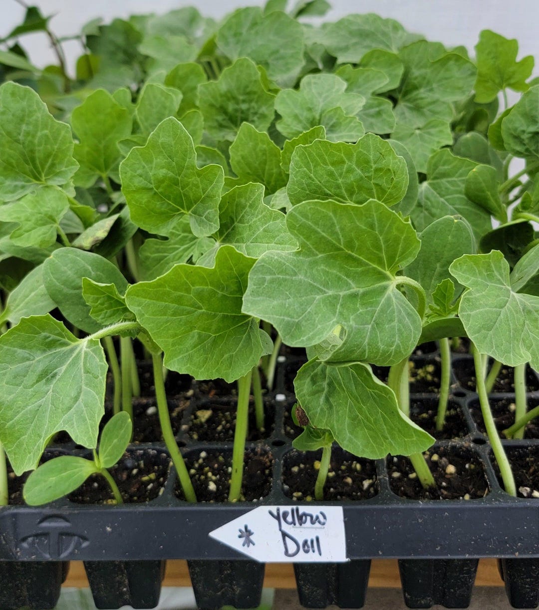 Yellow Doll Hybrid Watermelon Starter Live Plants (4 Seedlings) - Etsy