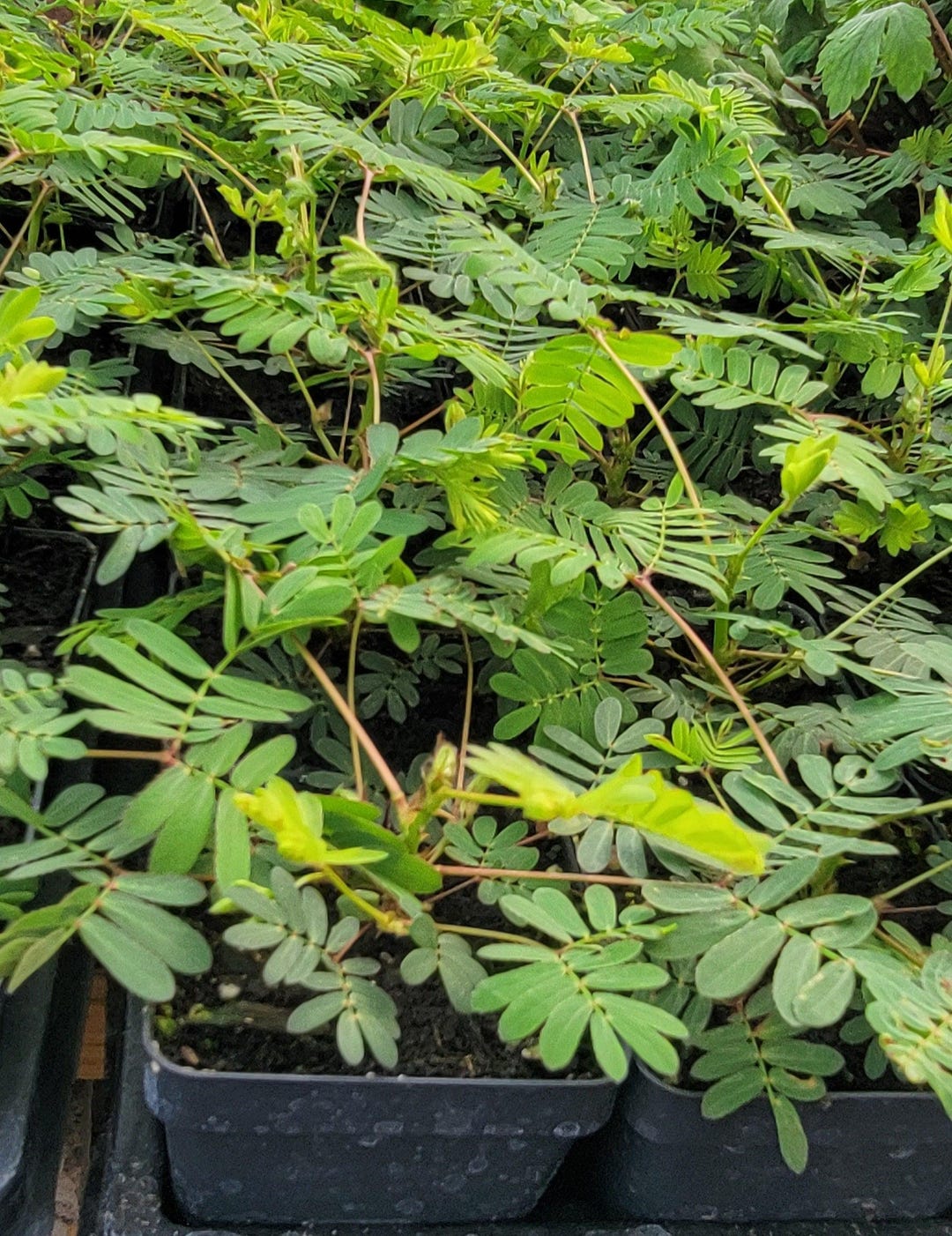 Mimosa Pudica Sensitive Starter Live Plant (2.5" Pot) - Etsy