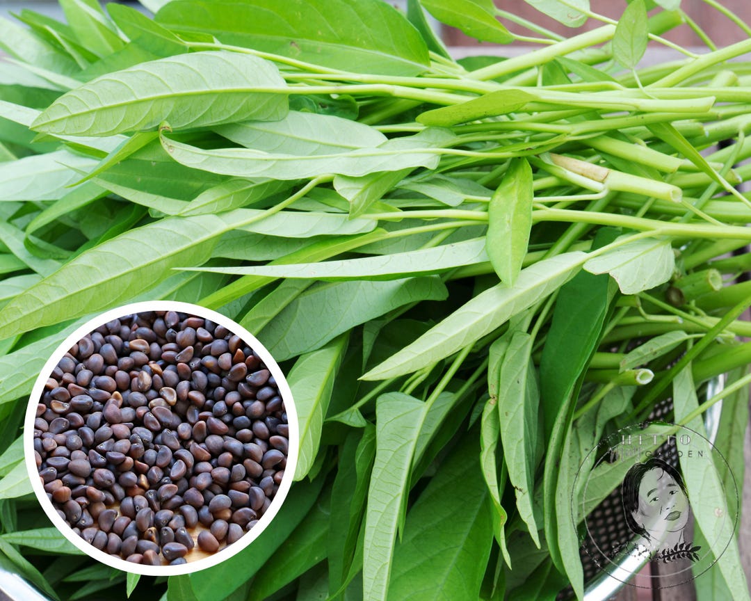 125+ Water Spinach Ong Choy Seeds Heirloom Non-gmo - Etsy