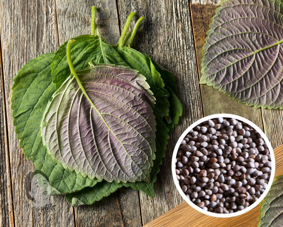 100+ Shiso (perilla) - Korean Seeds Herb Heirloom Non-gmo - Etsy