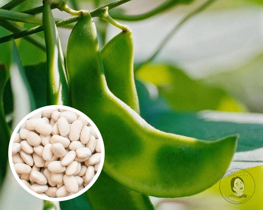 25+ Bean Lima Fordhook 242 Bush Seeds Non-gmo - Etsy