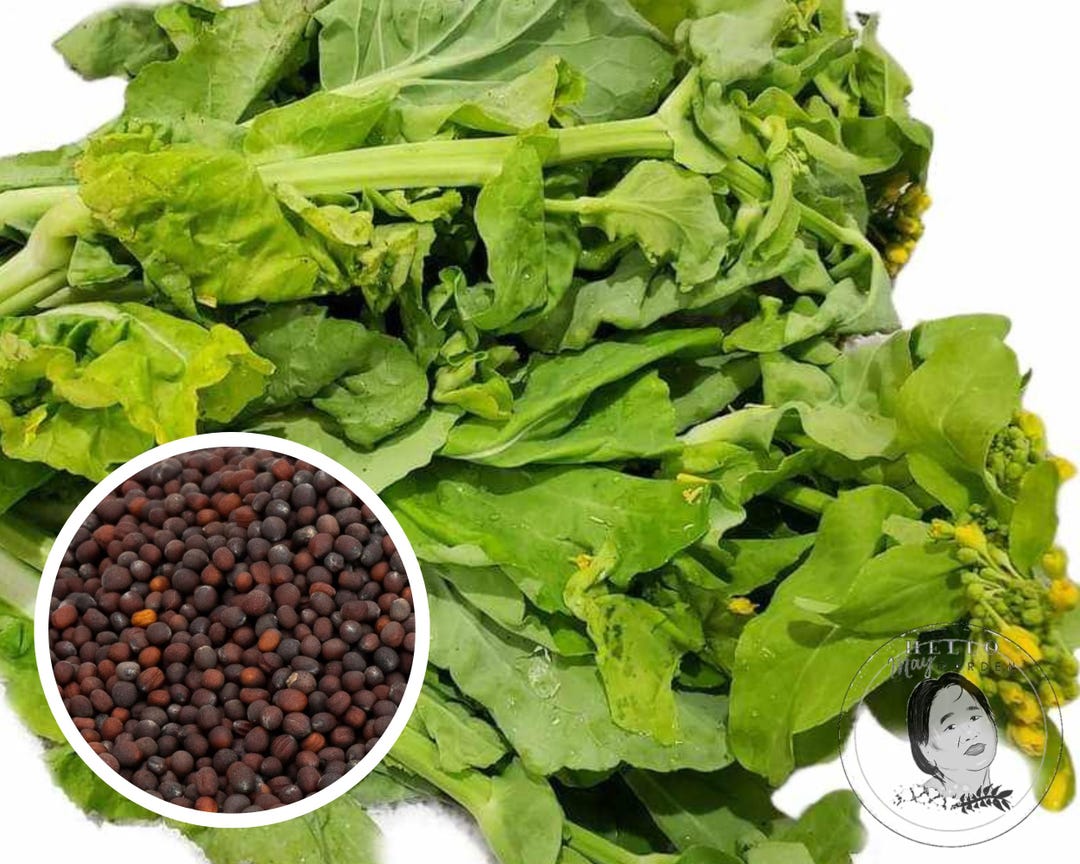 500+ Zaub Paj Dawb Seeds Heirloom Non-gmo - Etsy