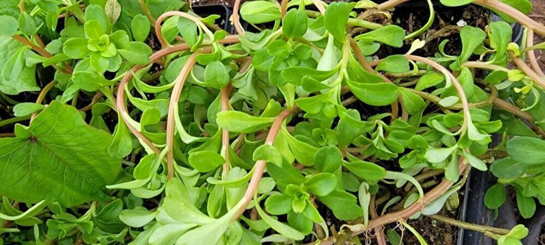 Purslane Edible - Kuab Nplais Taub Hmong Tshuaj Herbs Starter Live ...