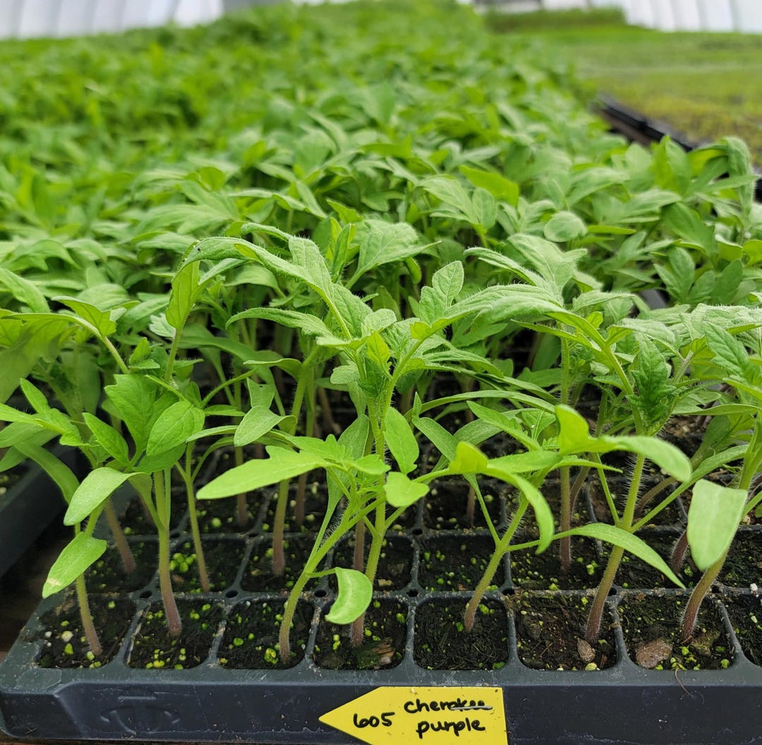 Cherokee Purple Tomato Heirloom Starter Live Plants (4 Seedlings) - Etsy