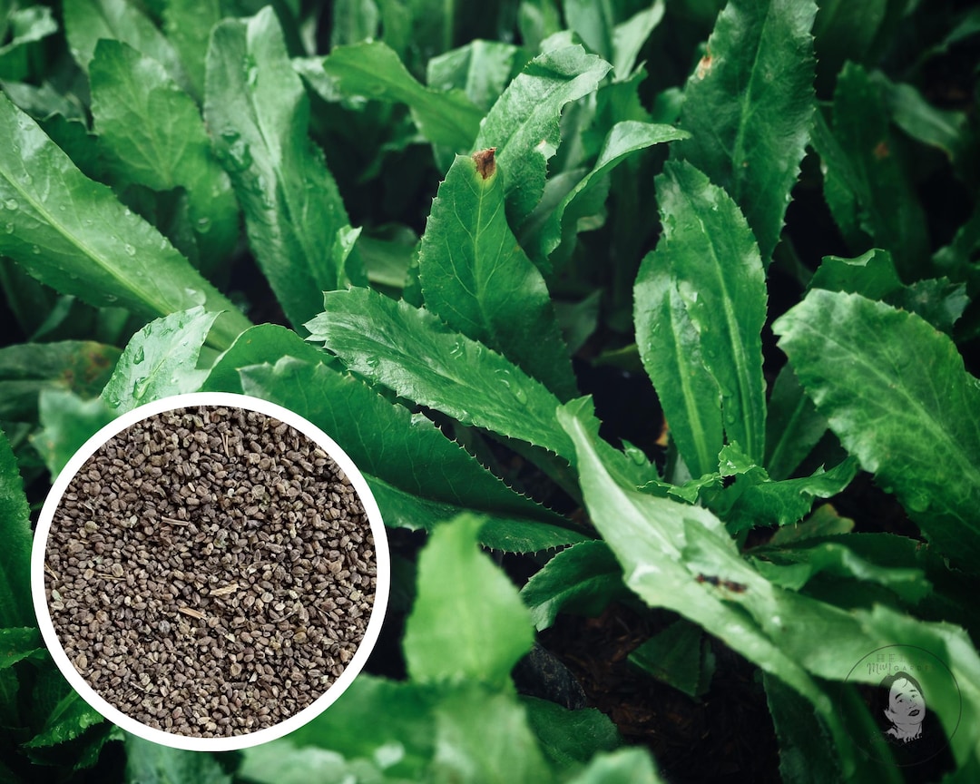 1000+ Culantro Recao Seeds Herb Heirloom Non-gmo - Etsy