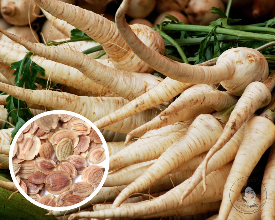 200+ Parsnip Harris Model Seeds Heirloom Non-gmo - Etsy
