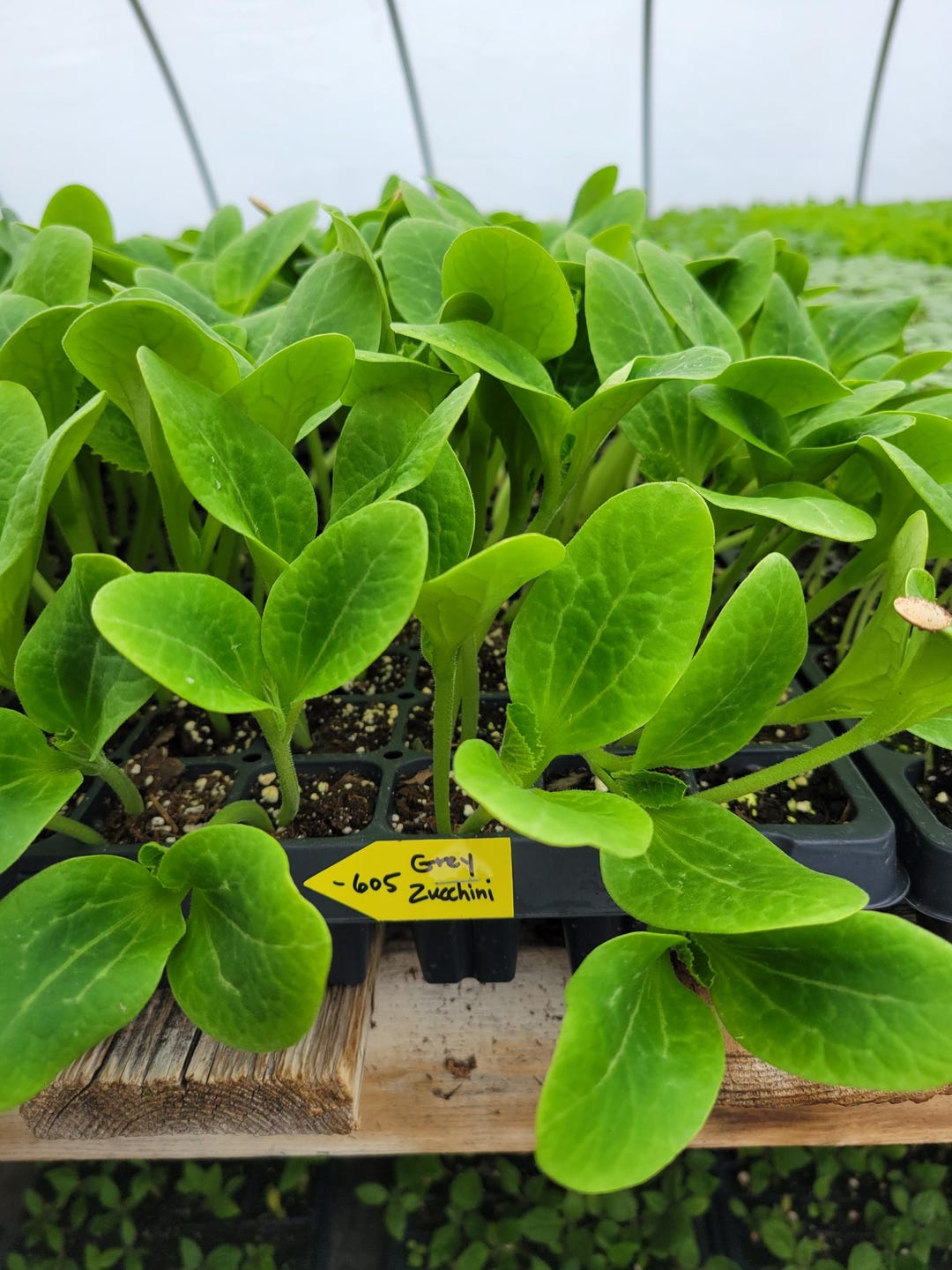 Grey Zucchini Summer Squash Starter Live Plants (4 Seedlings) - Etsy
