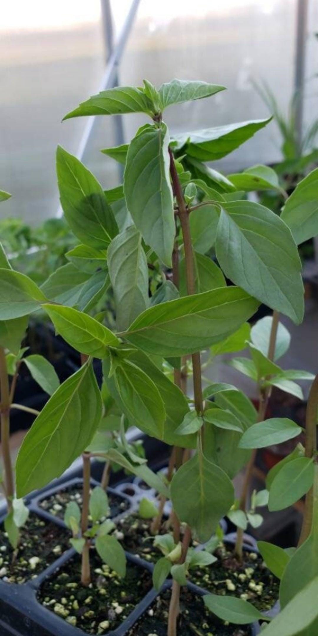 Thai Basil Herbs Starter Live Plant (4 Seedlings) - Etsy