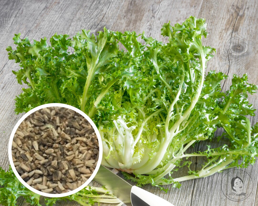 200+ Endive Green Curled Ruffec Seeds Heirloom Non-gmo - Etsy