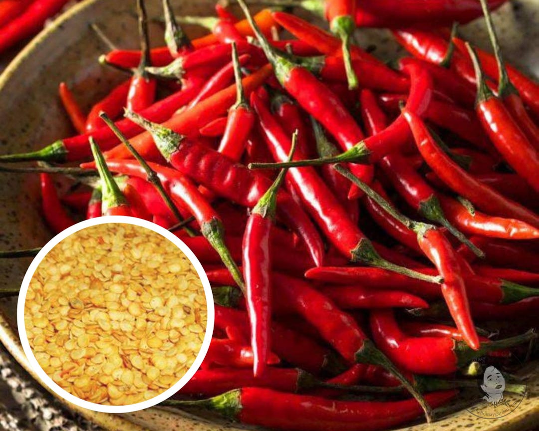 50+ Thai Hot Chili Pepper Seeds Heirloom Non-gmo - Etsy
