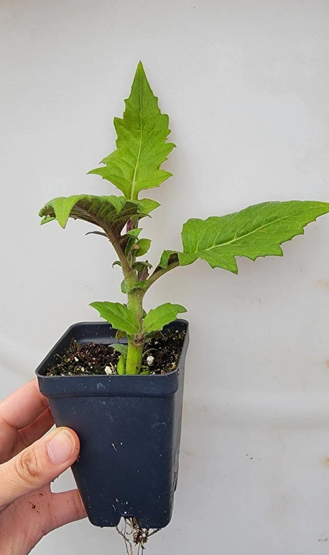 Okinawa Spinach 'red' - Tshuaj Rog Liab Hmong Herbs Starter Live Plant ...