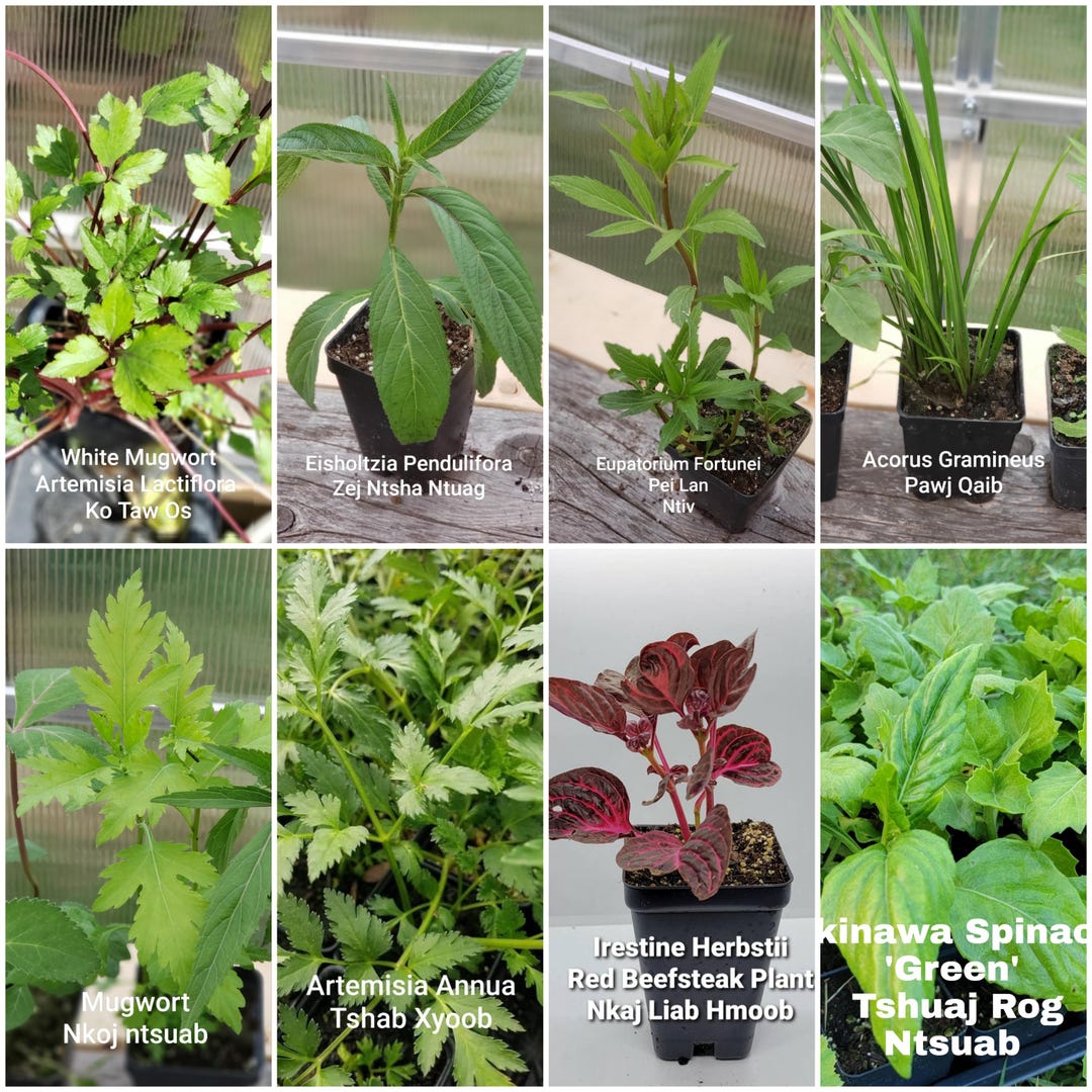 Hmong Tshuaj Herbs Starter Live Plants Package (8 or 9 Piece Variety ...