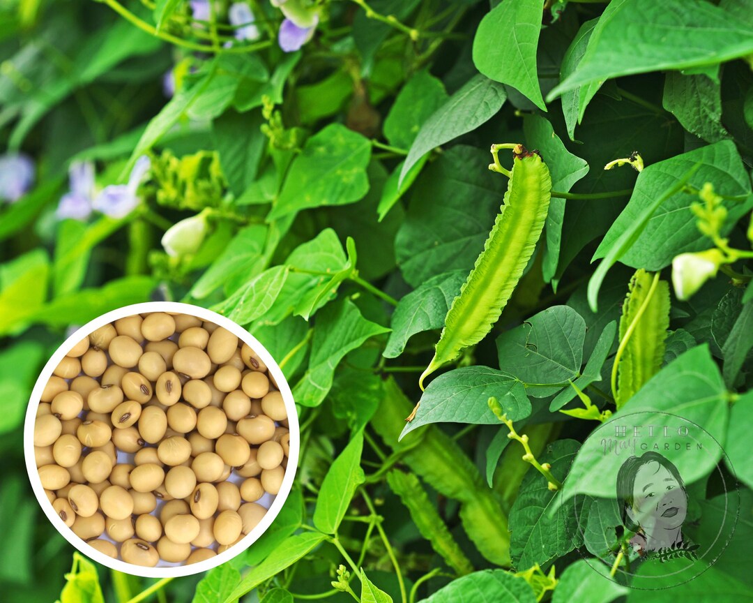 Winged Bean Seeds, Heirloom Non-gmo (25+ Seeds) - Etsy