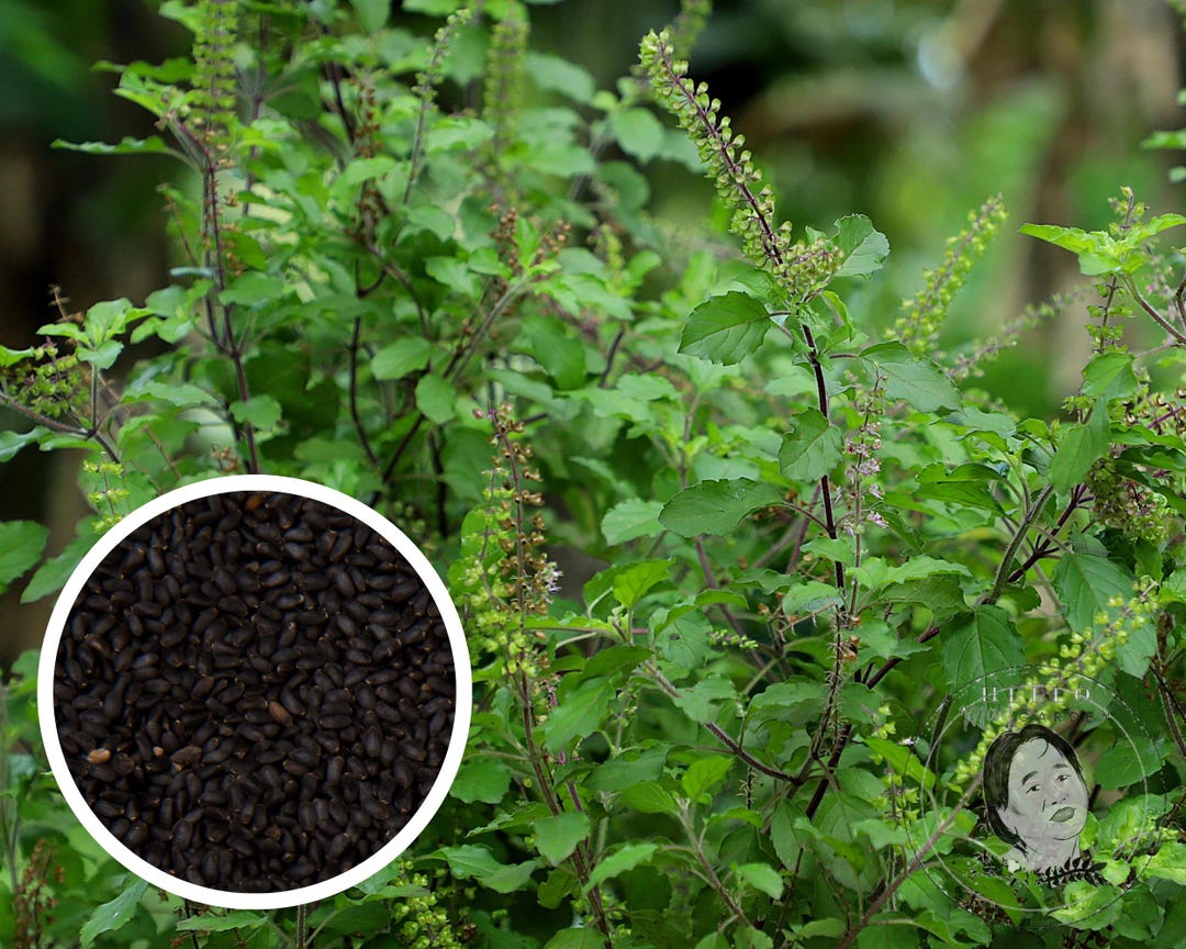 1000+ Green Thai Holy Basil Kras Pao Pakapao Tulsi Ocimum Tenuiflorum ...