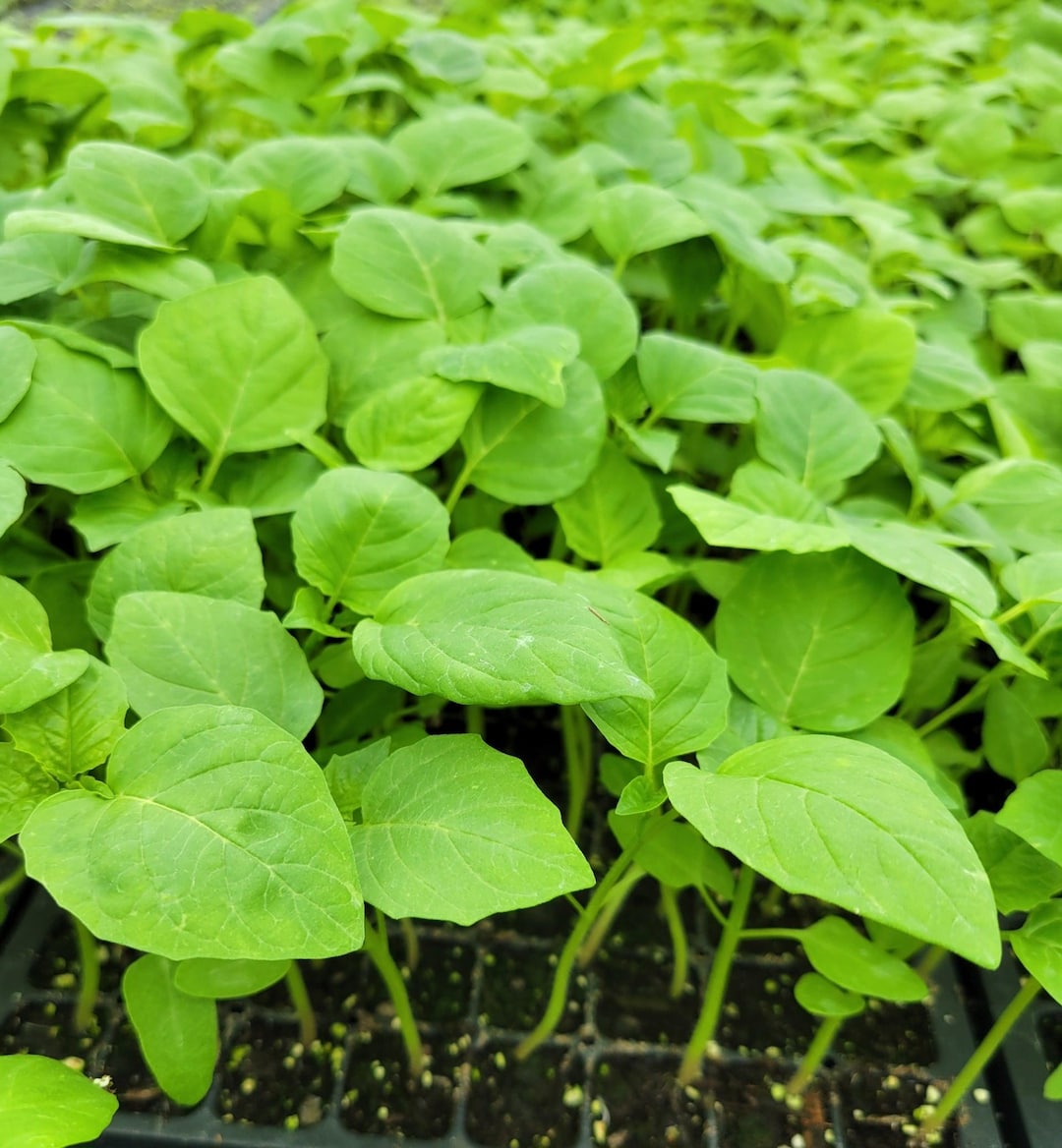 Tomatillo Verde Starter Live Plants (4 Seedlings) - Etsy