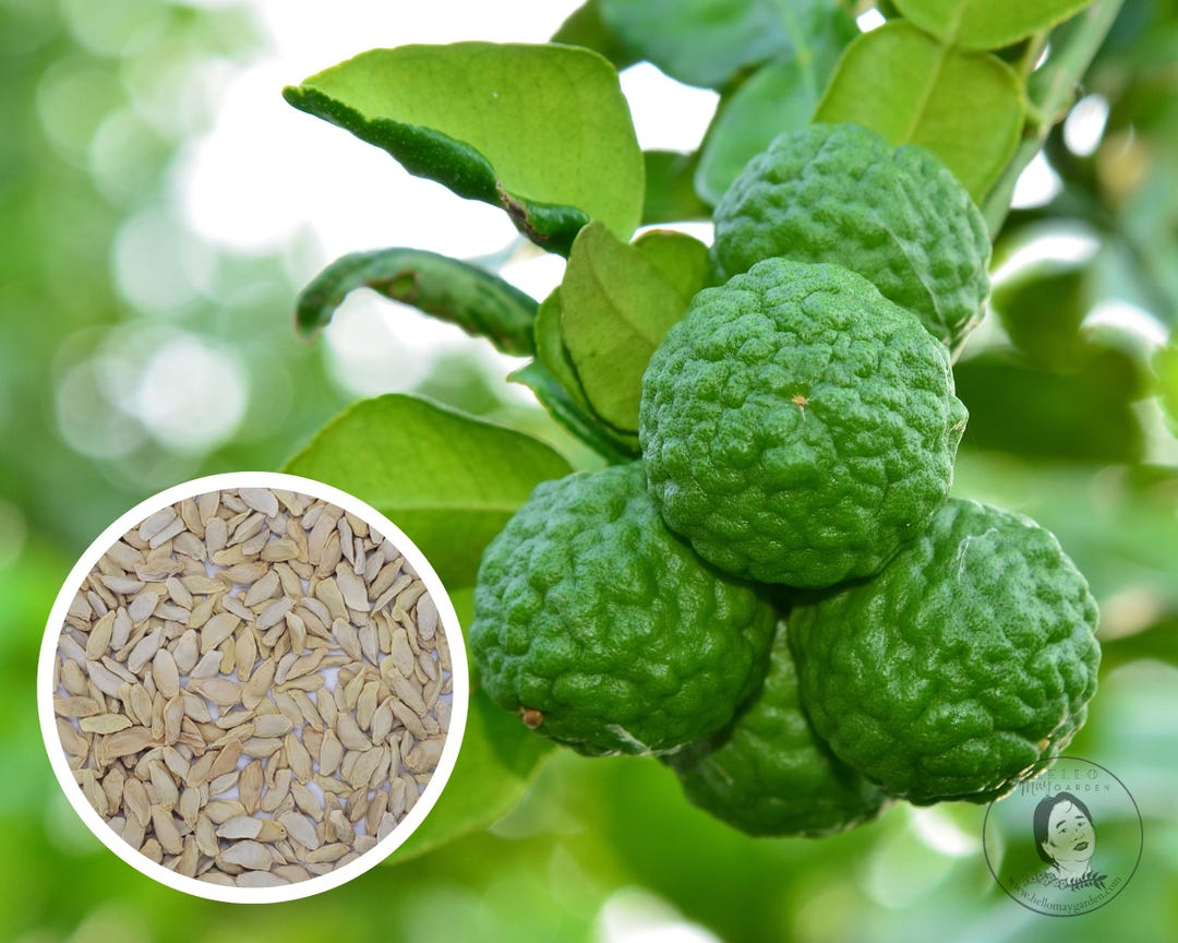 Kaffir Lime Tree - Citrus Hystrix Makrut Seeds - Etsy