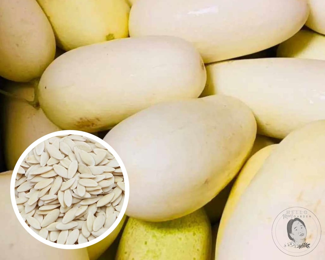 50+ Hmong White Cucumber 'dib Moos Xais Dawb' Seeds Heirloom Non-gmo - Etsy