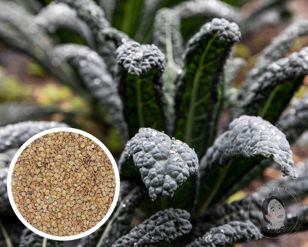 100+ Lacinato, Black Tuscan Kale Seeds Heirloom Non-gmo - Etsy