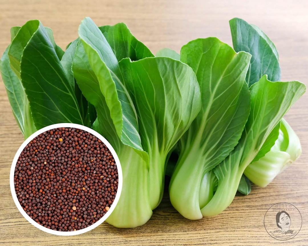 Baby Bok Choy Seeds, Heirloom Non-gmo (2,000+ Seeds) - Etsy