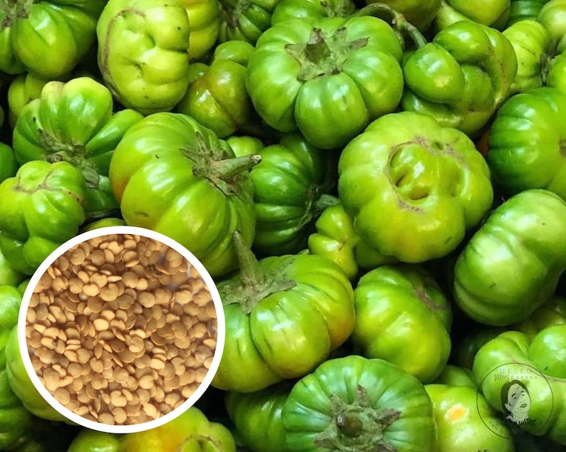 50+ African Eggplant Green Bitter Seeds Heirloom Non-gmo - Etsy