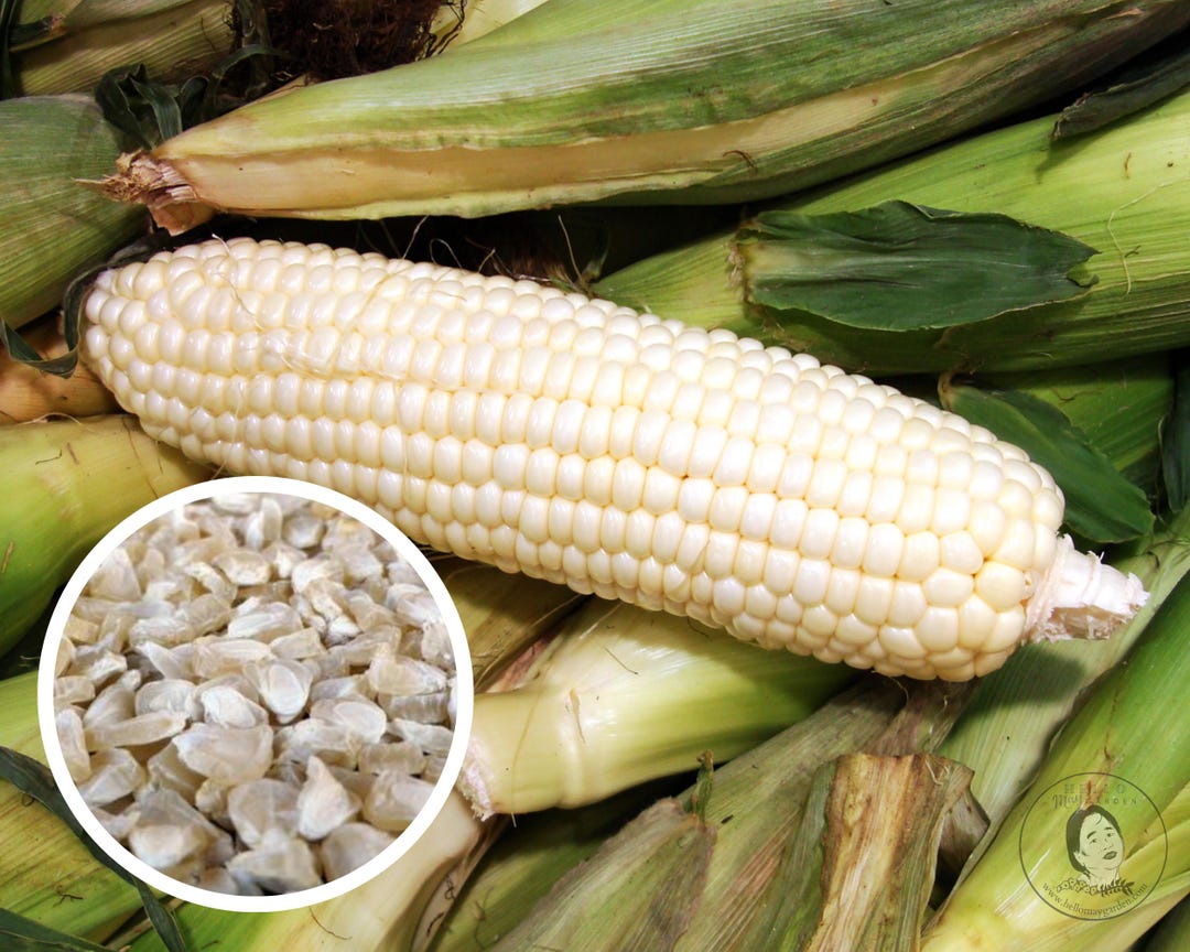 Corn, Silver Queen Sweet Hyb (white) Seeds, Non-gmo (150+ Seeds) - Etsy
