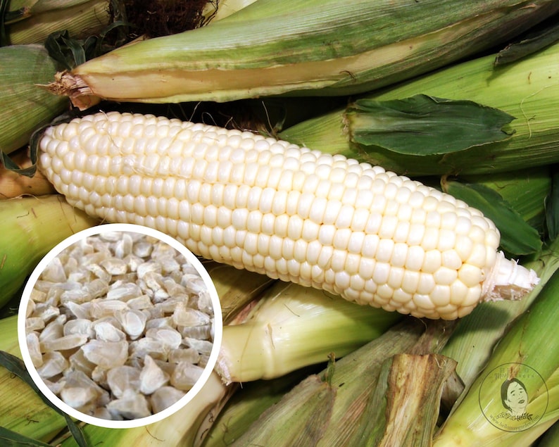 Corn, Silver Queen Sweet Hyb (white) Seeds, Non-gmo (150+ Seeds) - Etsy