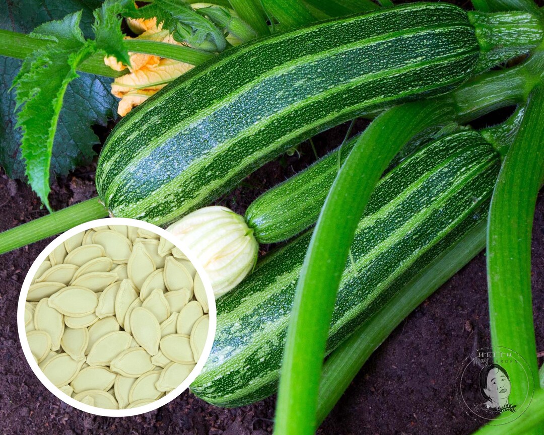 Cocozelle Zucchini Summer Squash Seeds, Heirloom Non-gmo (30+ Seeds) - Etsy
