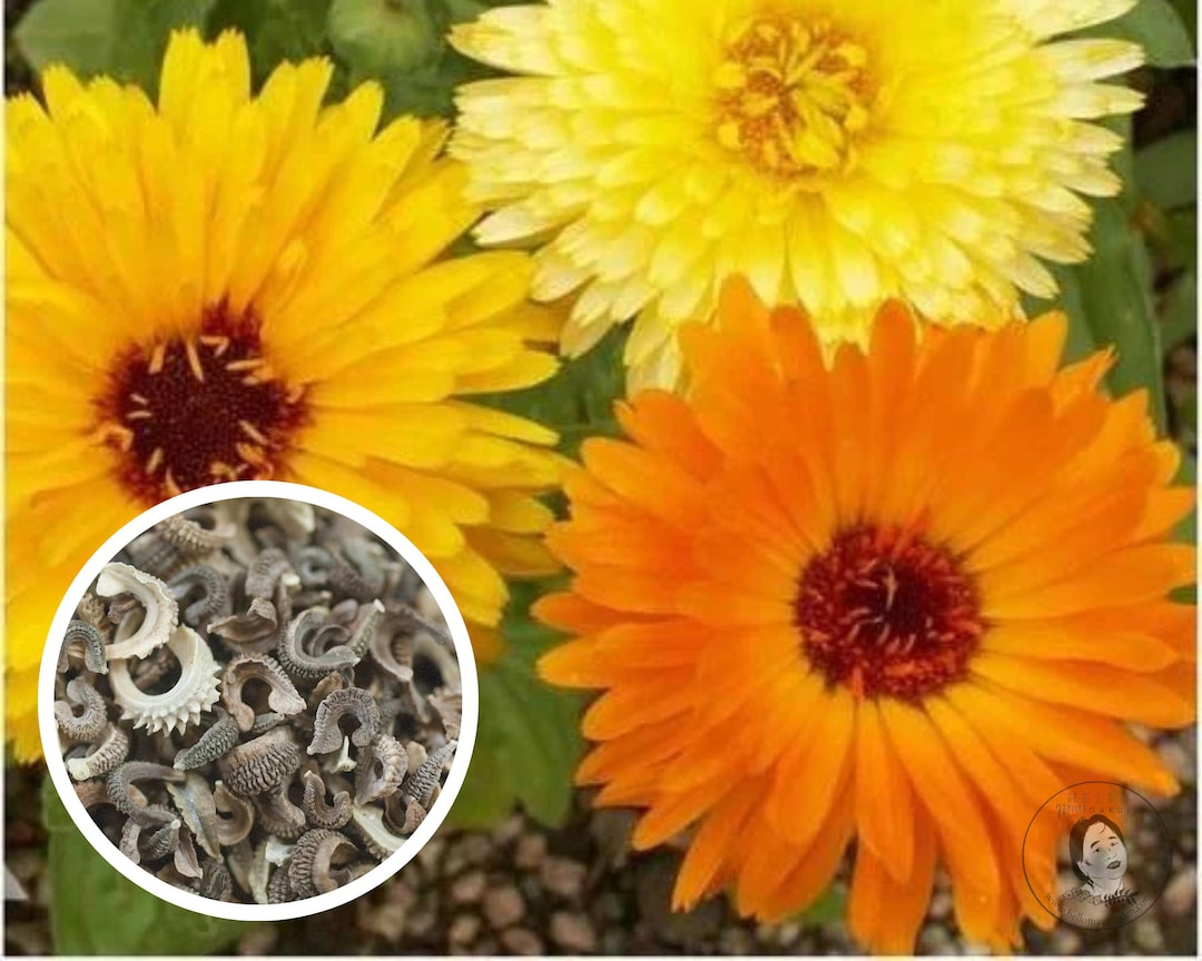 500+ Calendula Fancy Mix Flower Seeds Heirloom Non-gmo - Etsy