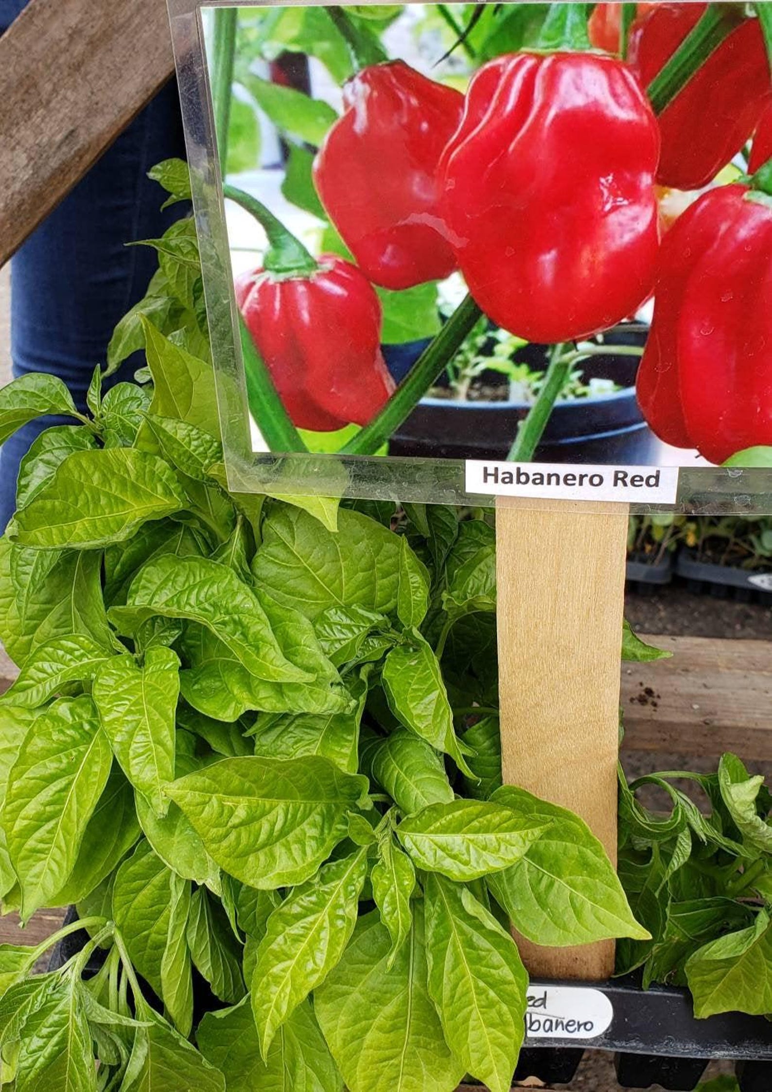 Red Habanero Pepper Starter Live Plants (4 Seedlings) - Etsy