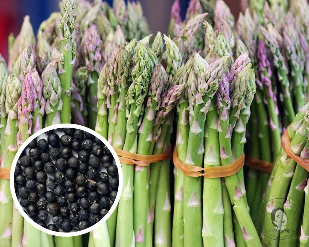 100+ Asparagus Mary Washington IMP Seeds Non-gmo - Etsy
