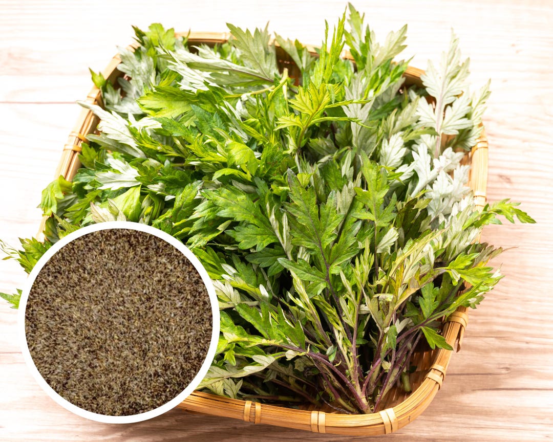 Japanese Mugwort Yomogi Herb Seeds, Heirloom Non-gmo (1,000+ Seeds) - Etsy