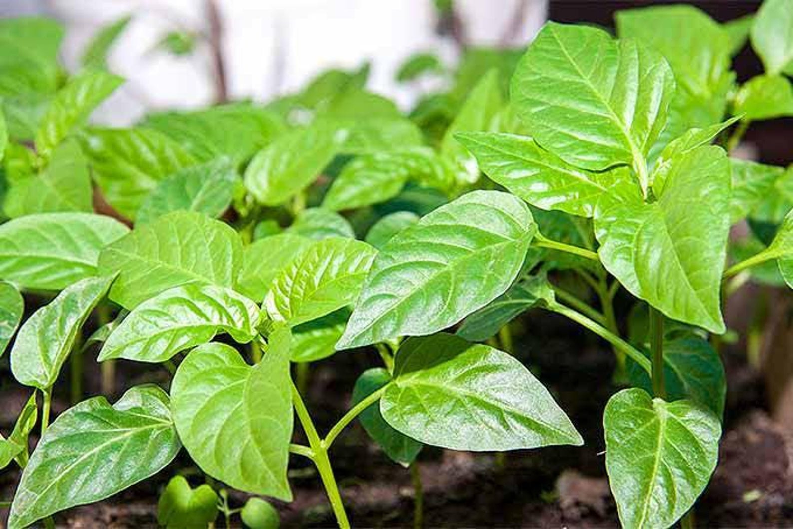 Red Knight Sweet Bell Pepper Starter Live Plants (4 Seedlings) - Etsy