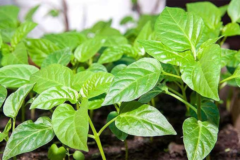 Red Knight Sweet Bell Pepper Starter Live Plants (4 Seedlings) - Etsy
