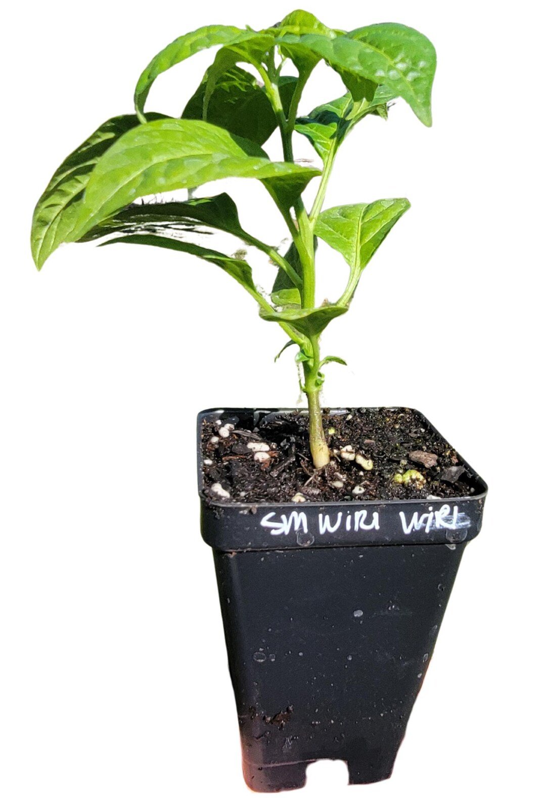 Wiri Wiri (small) Pepper Starter Live Plants (2.5" Pot) - Etsy