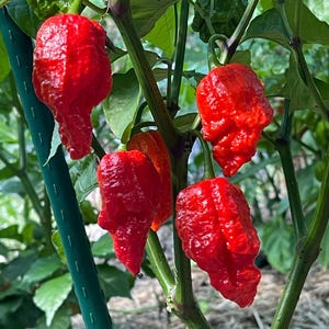 Scorpion Apocalypse Pepper Starter Live Plants (2.5" Pot) - Etsy