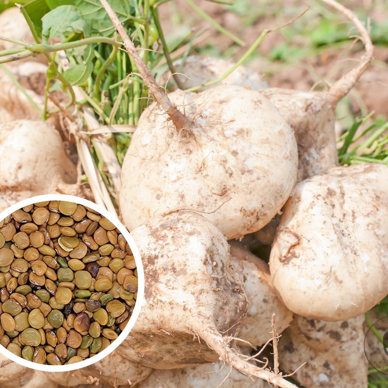 Jicama Seeds - Etsy